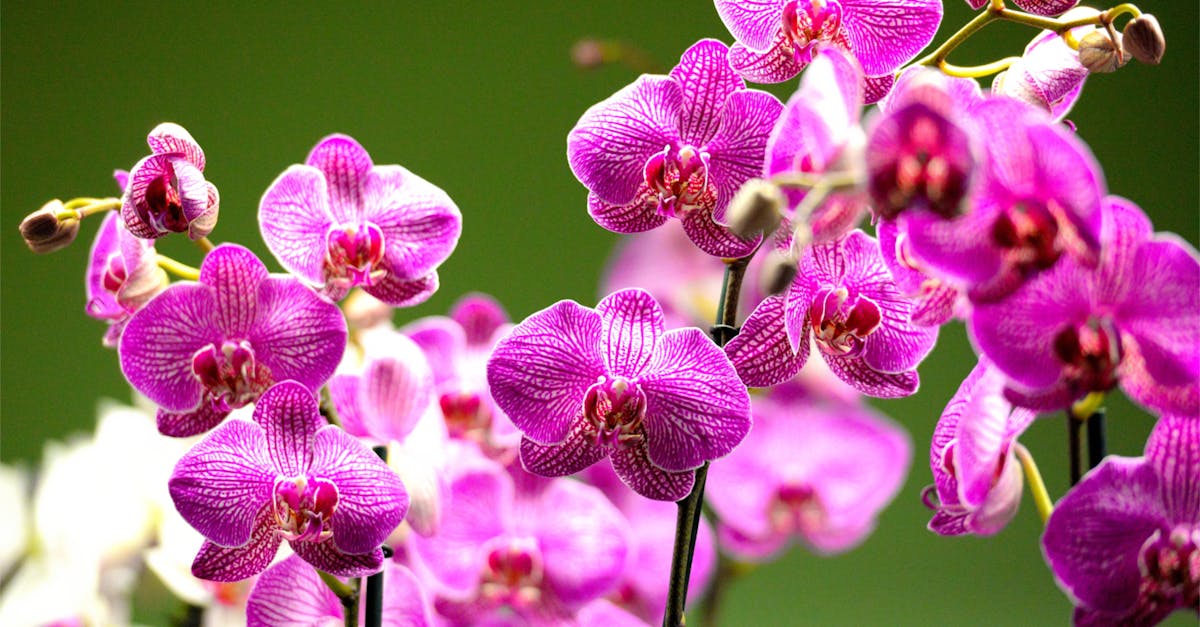 À la découverte des Passerelles : Voyage au cœur de la vallée de la Loire en France - High Tool ...